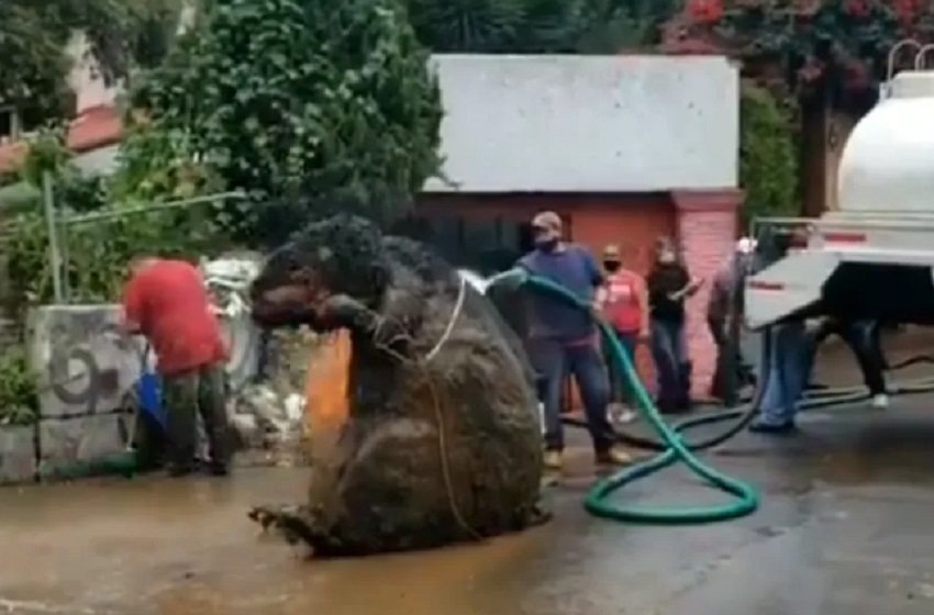 ¿Maestro Splinter, sos vos?: un video muestra el hallazgo de una “rata ...