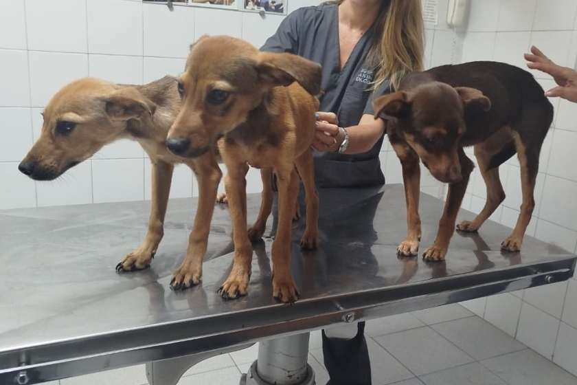 Rescataron a tres perros en mal estado de salud en zona sudoeste ...